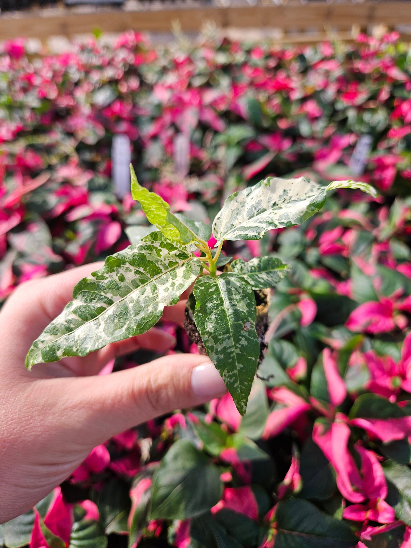 Ficus Clown Fig Plug – Orange Lake Nursery