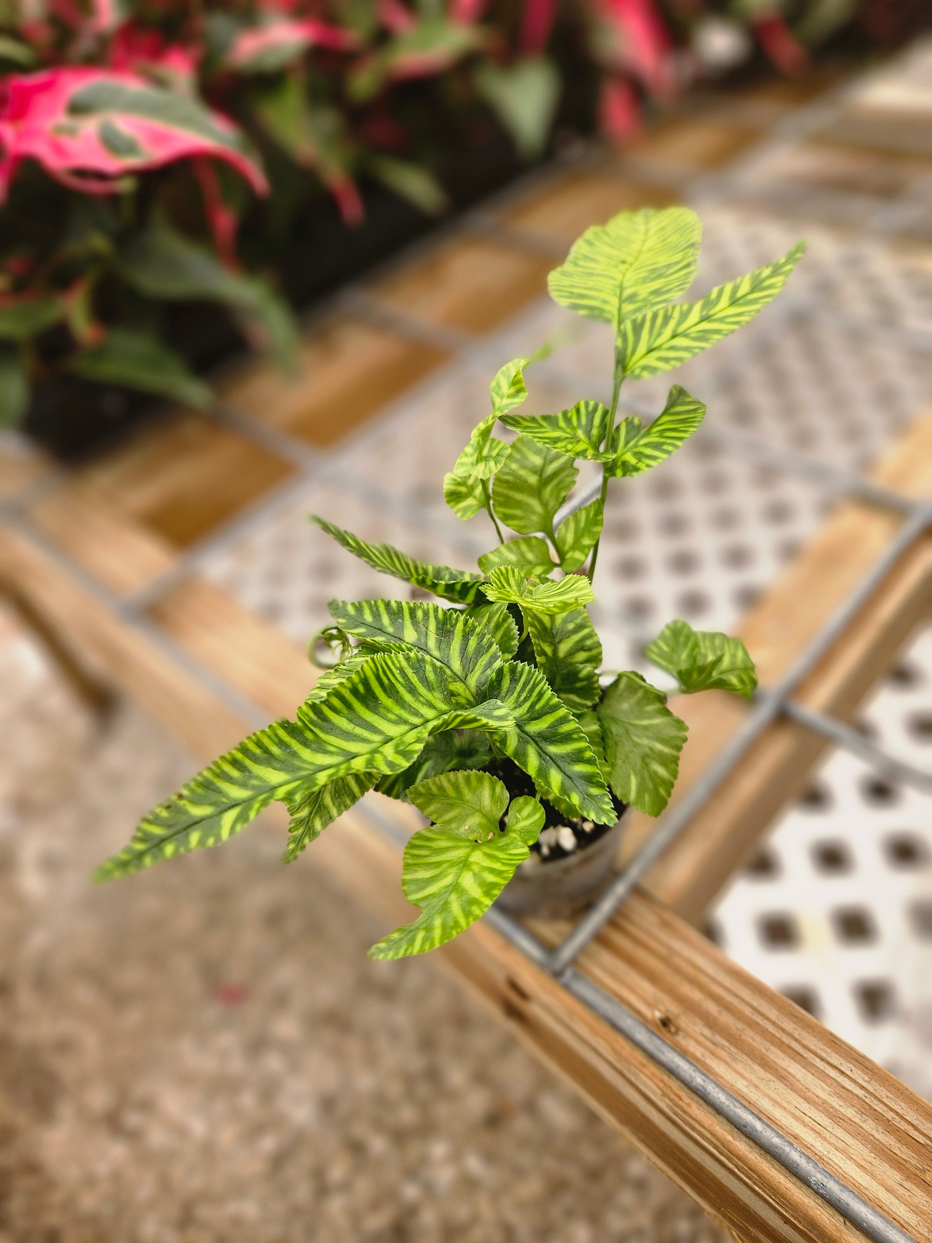 Golden Zebra Bamboo Fern – Orange Lake Nursery