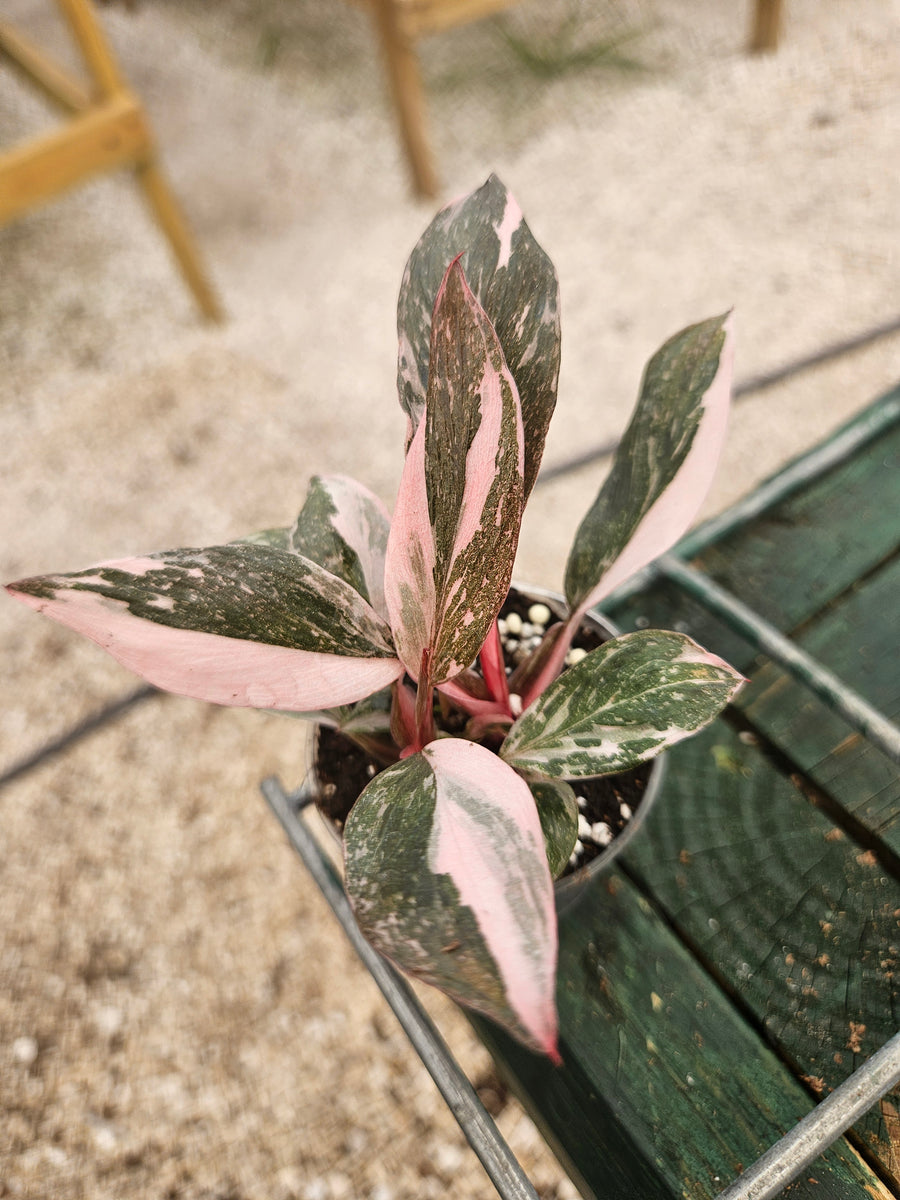 Philodendron Pink Princess Marble - (3in) Growers Choice – Orange Lake ...