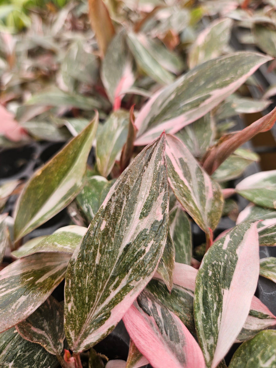 Philodendron Pink Princess Marble - (3in) Growers Choice – Orange Lake ...