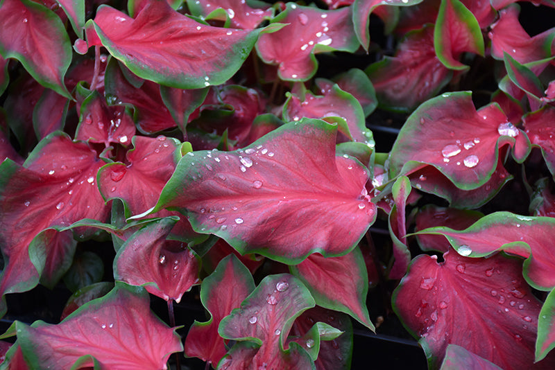 Caladium Red Ruffles (5 bulbs) – Orange Lake Nursery